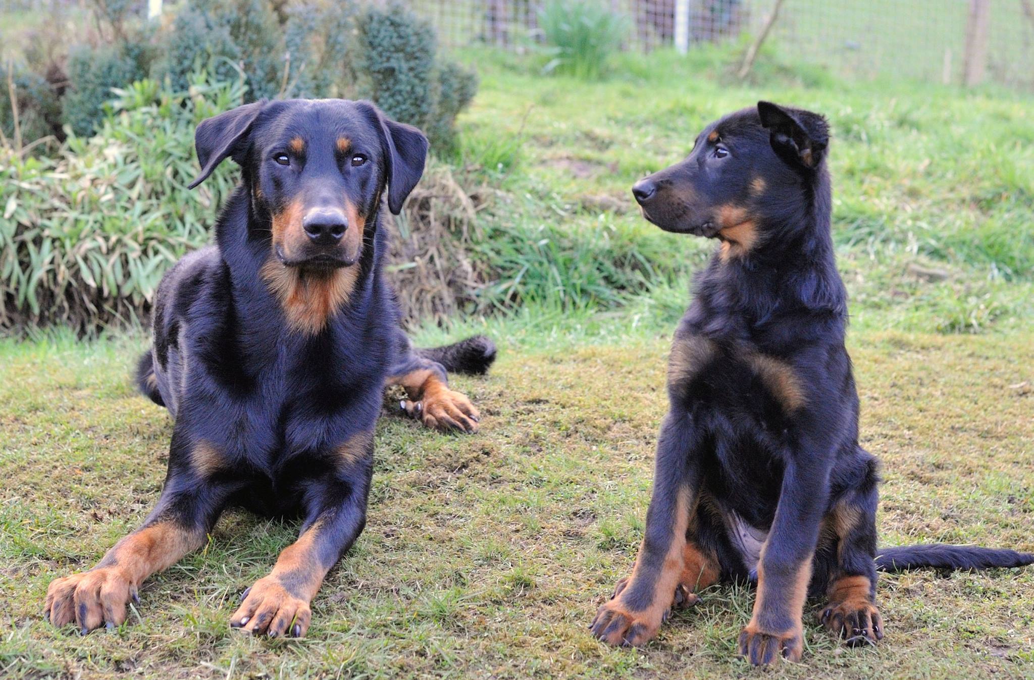 Membership – Beauceron Club UK